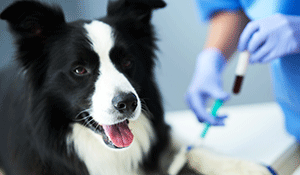 Why Do Lab Tests on a Healthy Pet?